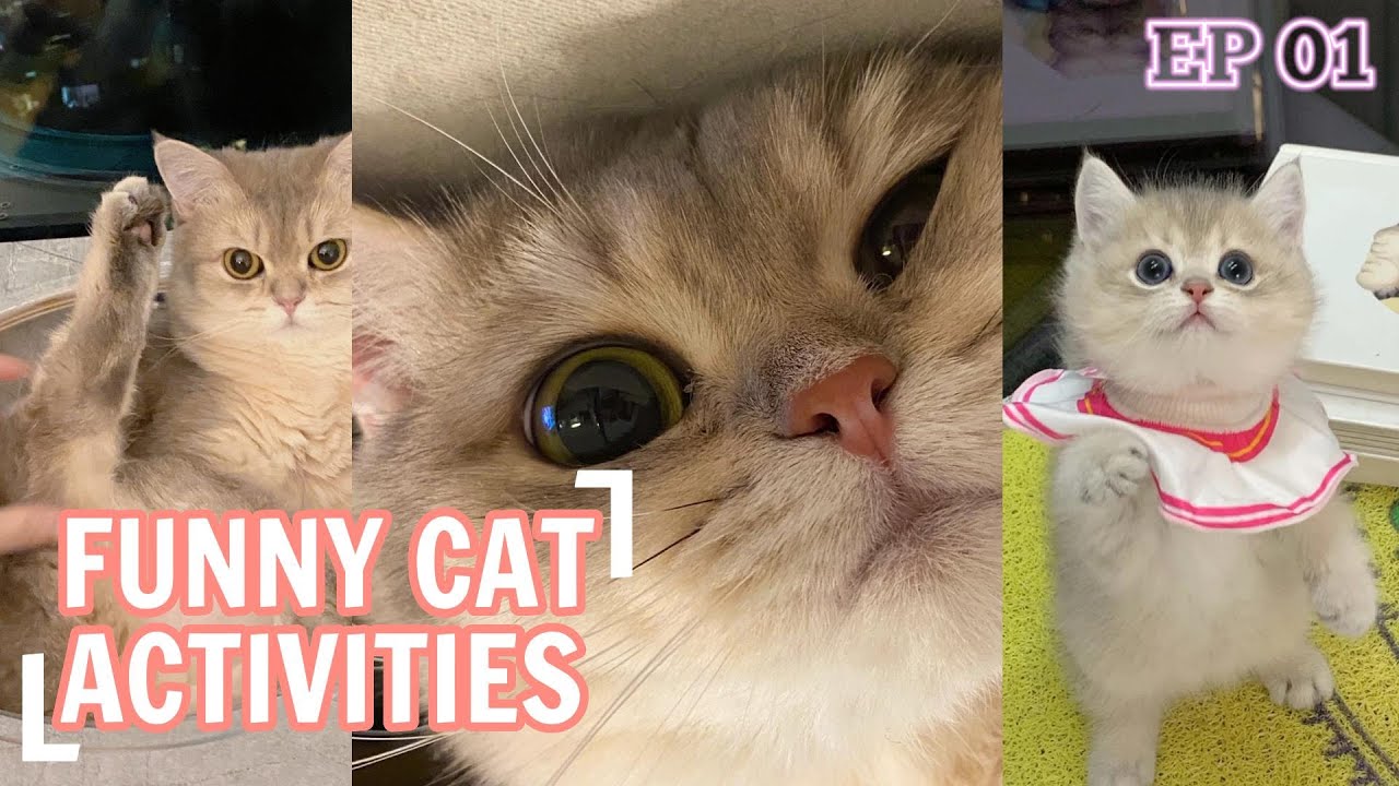 NEW best Cute and Funny Cat Videos ACTIVITIES Compilation EP 01 | Lyfu ...