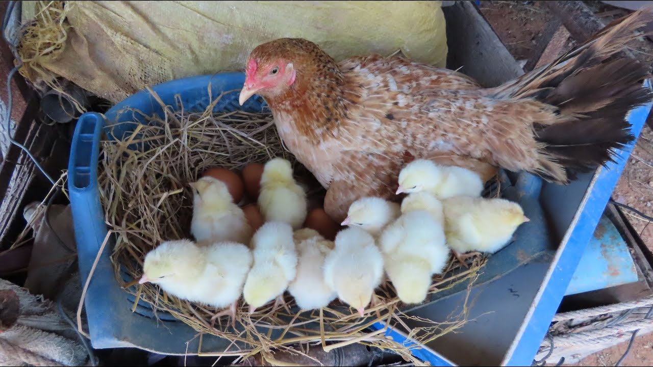 Amazing 20 Chicks Hatching in basket - Baby Chickens Hatching From 20 ...