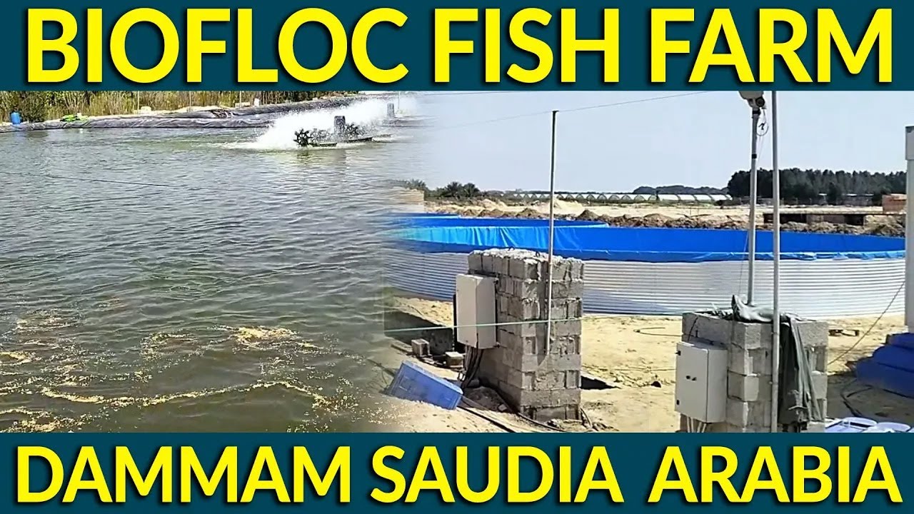 Big Biofloc Fish Farm and Pond Farming at Dammam Saudia Arabia by ...
