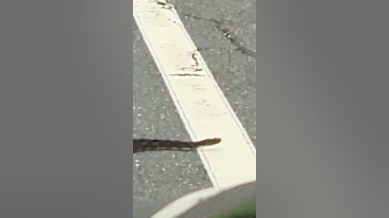 SNAKE-POISONOUS! - YouTube