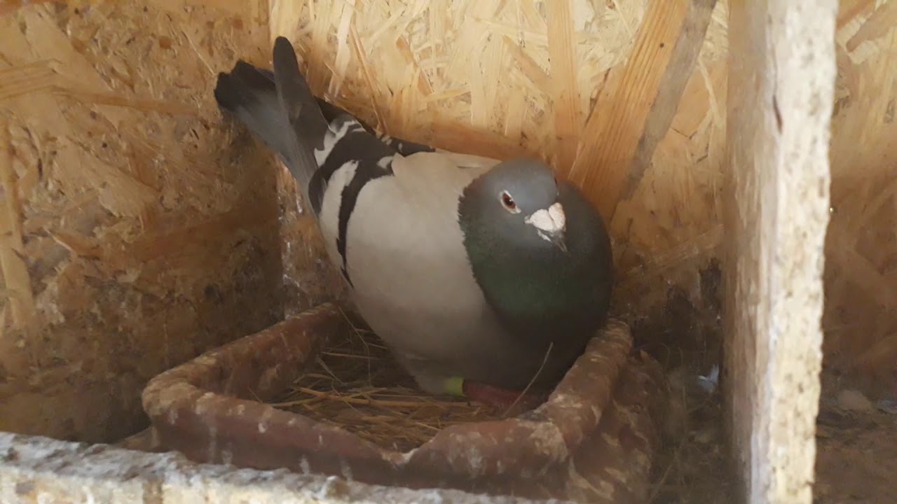 Vorbim despre porumbei - YouTube