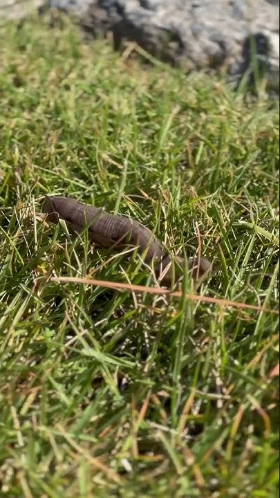 Caterpillar on the move - YouTube