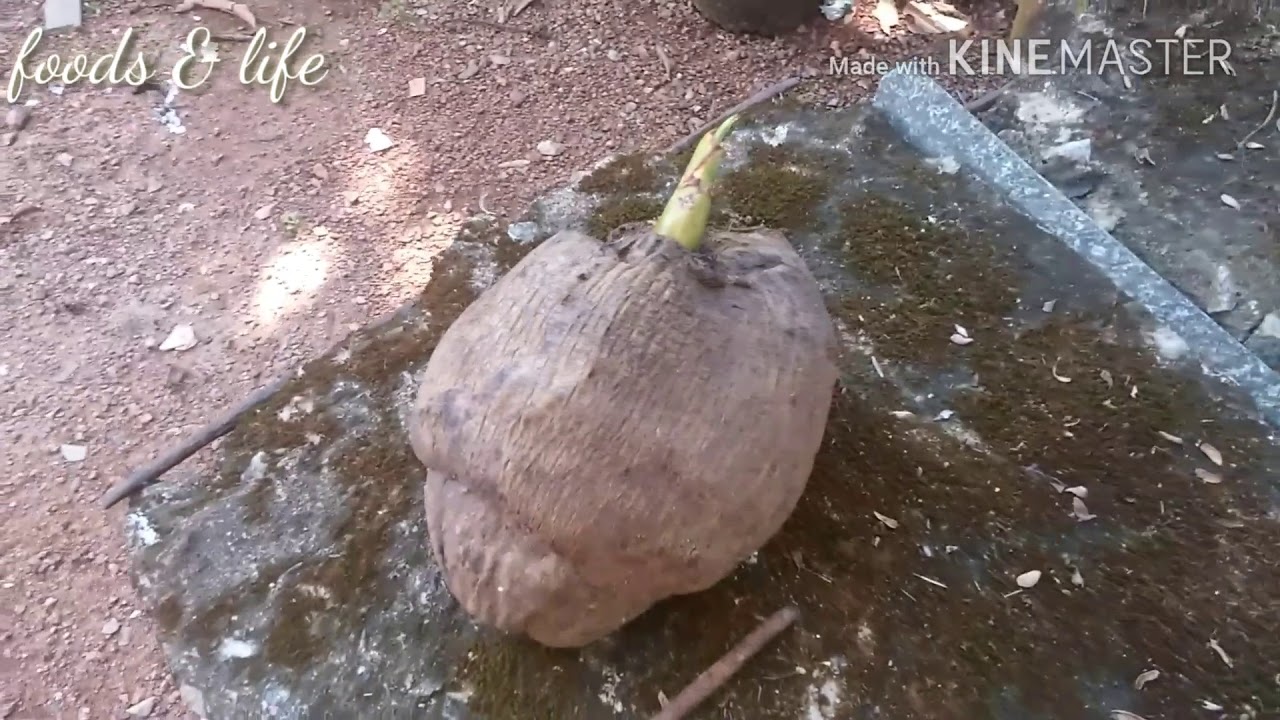 Small Coconut Plant | Coconut Plant - YouTube