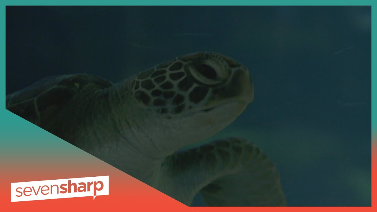 Inside New Zealand’s only rehab centre for turtles - YouTube