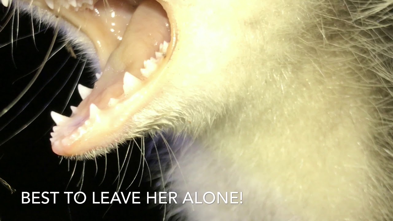 Growling Baby Possum Rescue - Alerted by a German Shepherd - Turn up ...