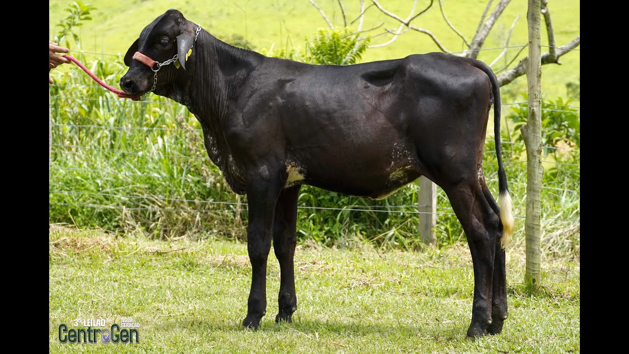 LOTE 30 CENTROGEN 2751CA - YouTube