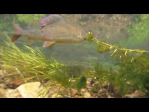 Underwater Grayling in Bosnia with Paul Procter