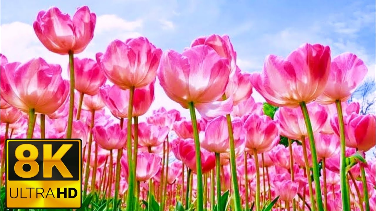 THE WORLD MOST BEAUTIFUL FLOWERS IN 12K HDR 240 fps With Calm and ...