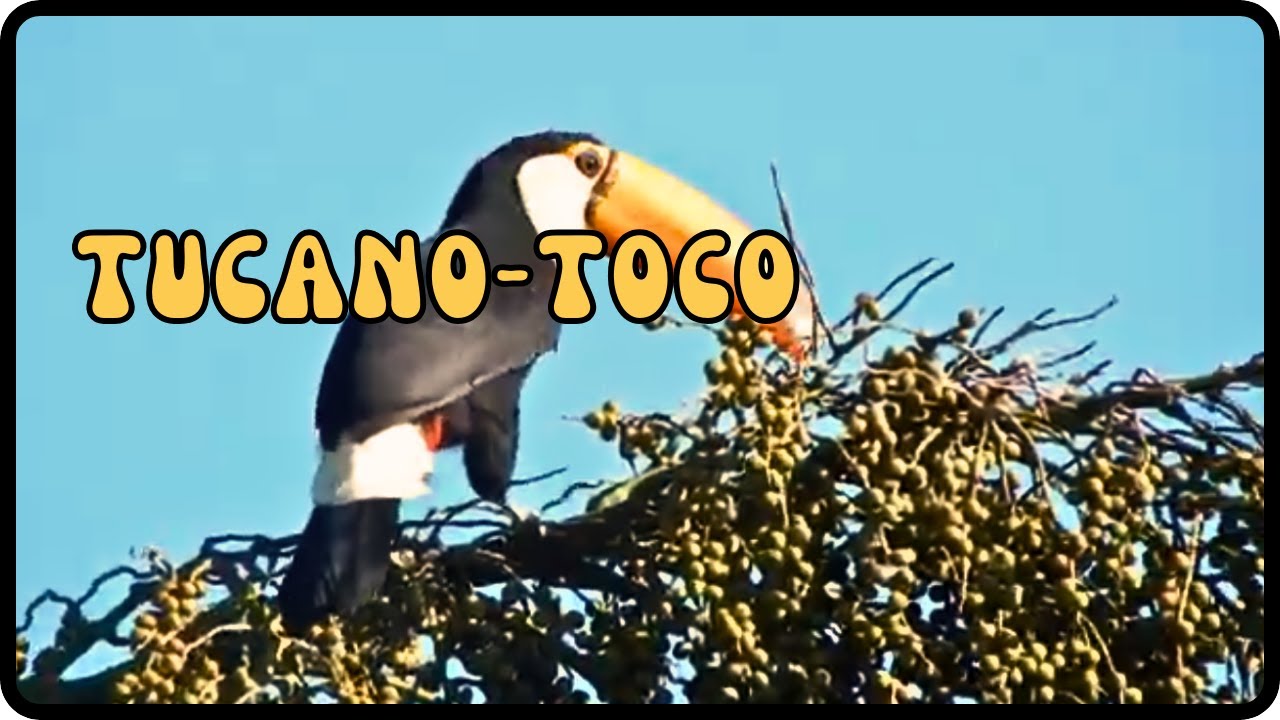 Tucano-Toco. - YouTube