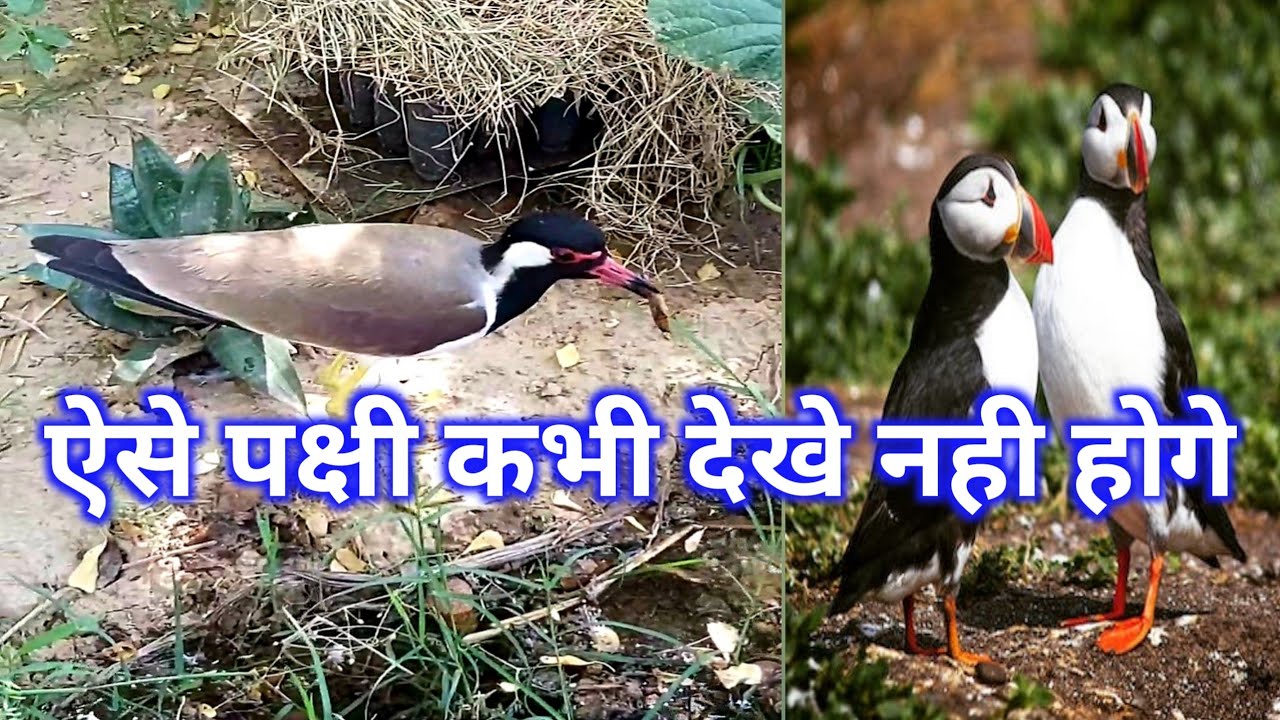 Unbelievable Birds You HAVE to See 🤩 - YouTube