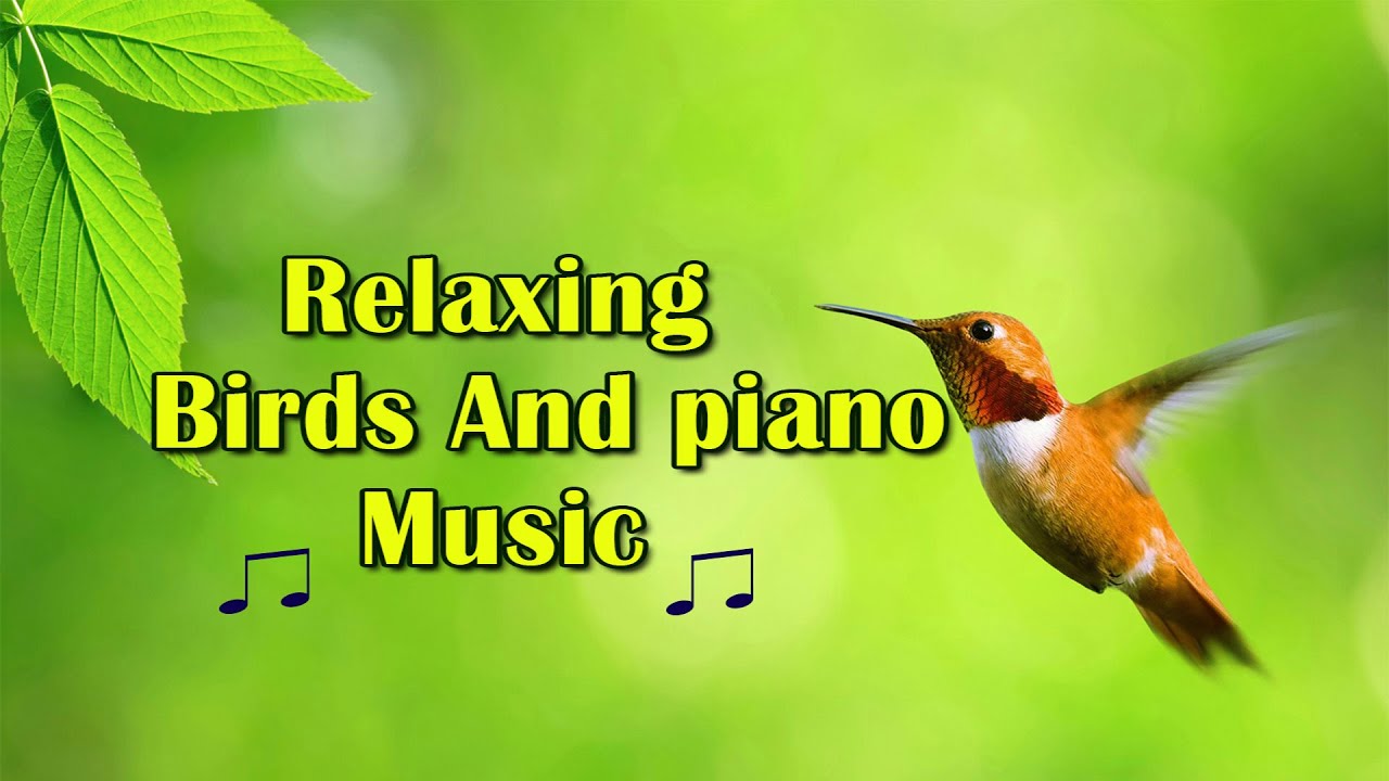 relaxing-birds-and-piano-music - YouTube