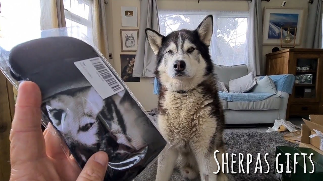 Husky opens some really cool surprise gifts! - YouTube