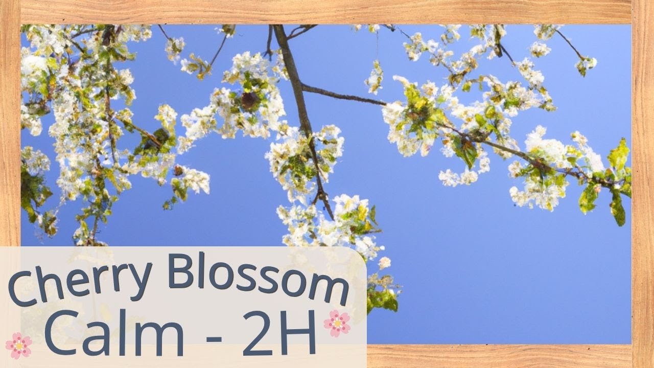 🌸 Cherry Blossom Branches Screensaver | 2 Hours of Peaceful Spring ...