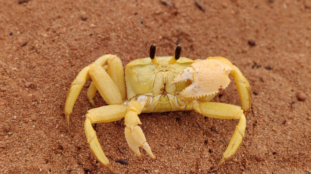 No crab was harmed in this video! 😅 - WA - YouTube
