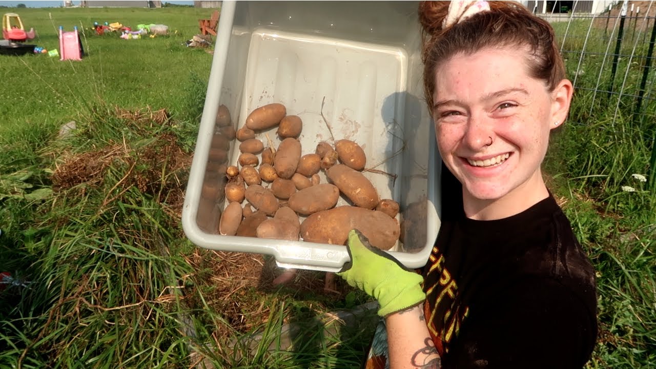 First ever potato harvest | Fishing trip and Food prep - YouTube