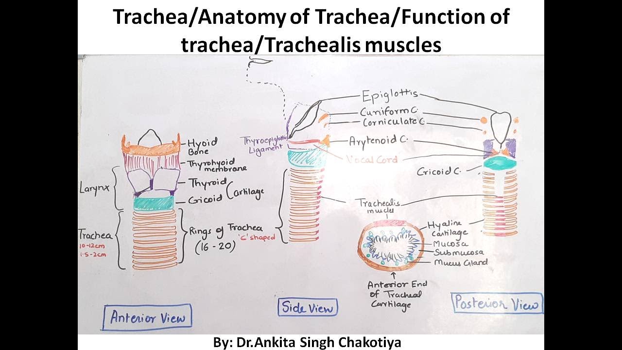Trachea/Anatomy of Trachea/Function of trachea/Trachealis muscles - YouTube