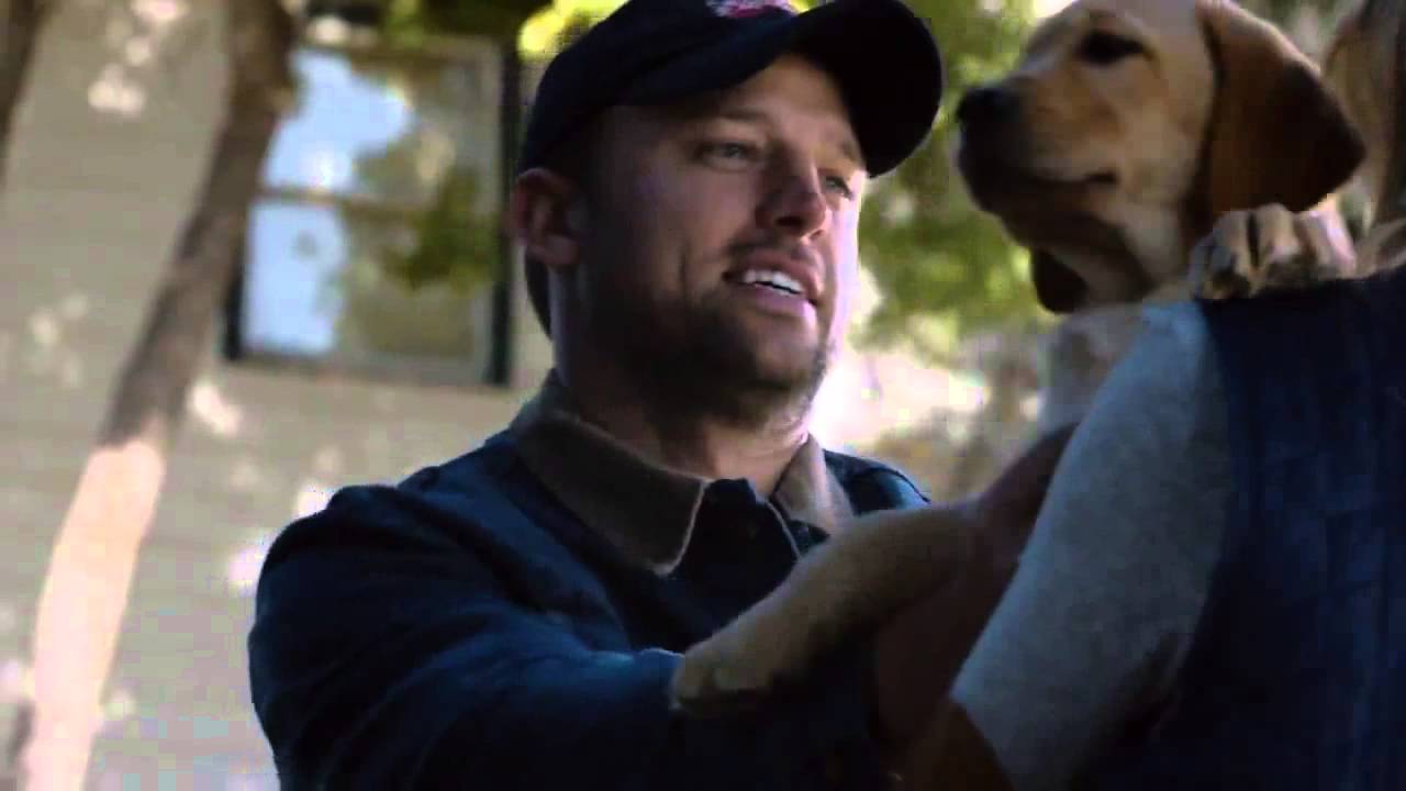 Budweiser Puppy Love Super Bowl Commercial 2014 - Clydesdale - YouTube