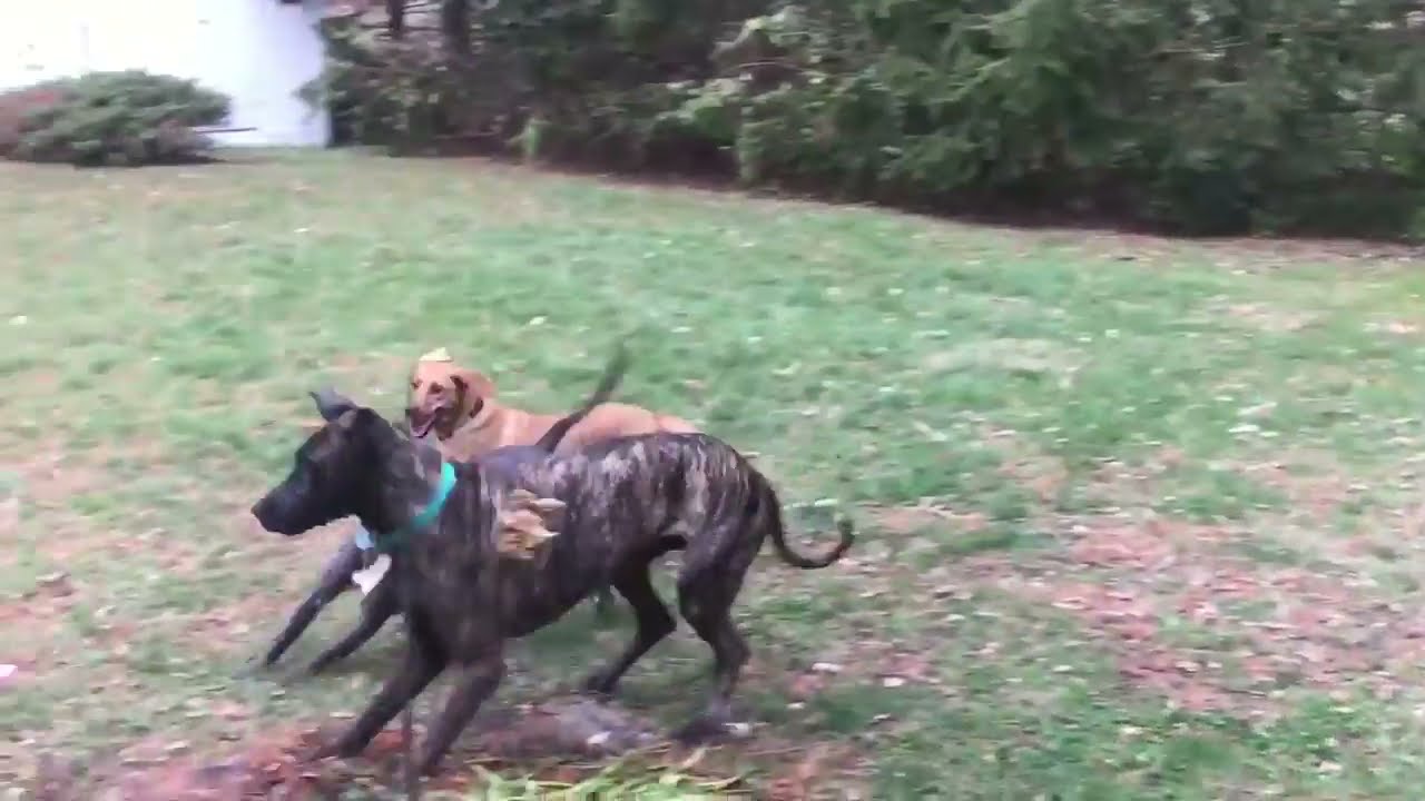 Great Dane vs. Rhodesian ridgeback mix vs. pitbull boxer mix - YouTube