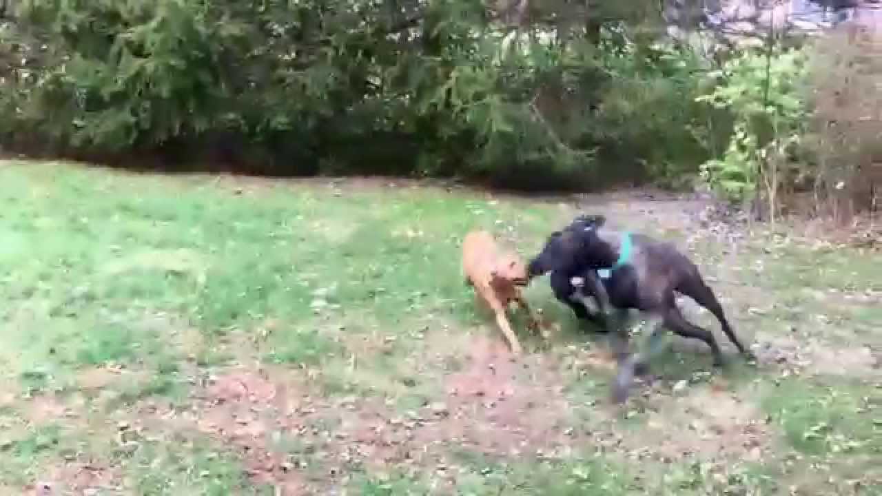 Great Dane Rhodesian Ridgeback Mix