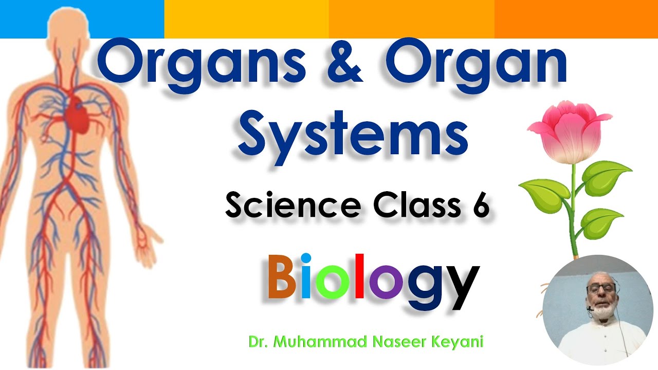 Science class 6: Organ and organ system. Cellular organization of ...