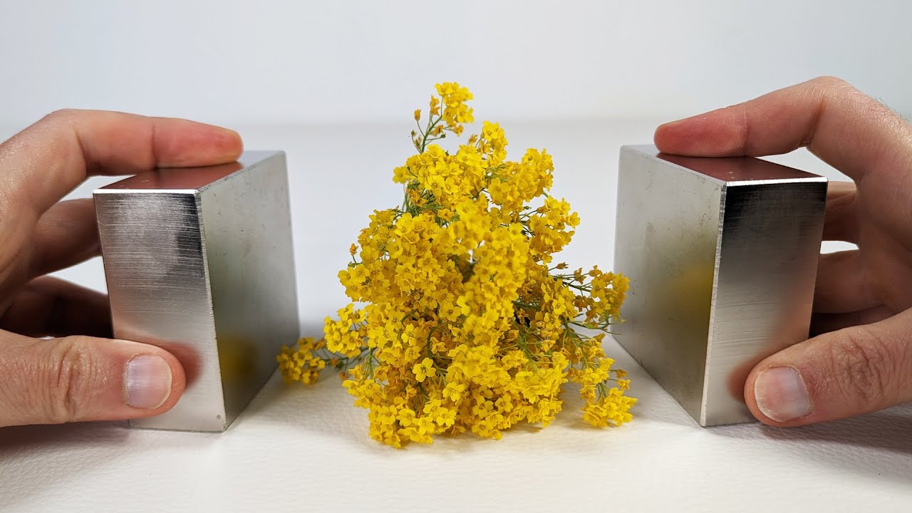 Explosion of flowers frozen with liquid nitrogen | Magnetic Games - YouTube