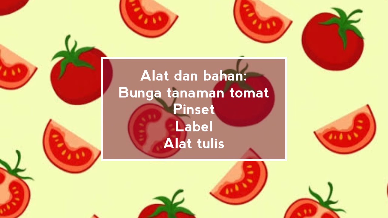 Persilangan bunga tomat ceri🙃 - YouTube