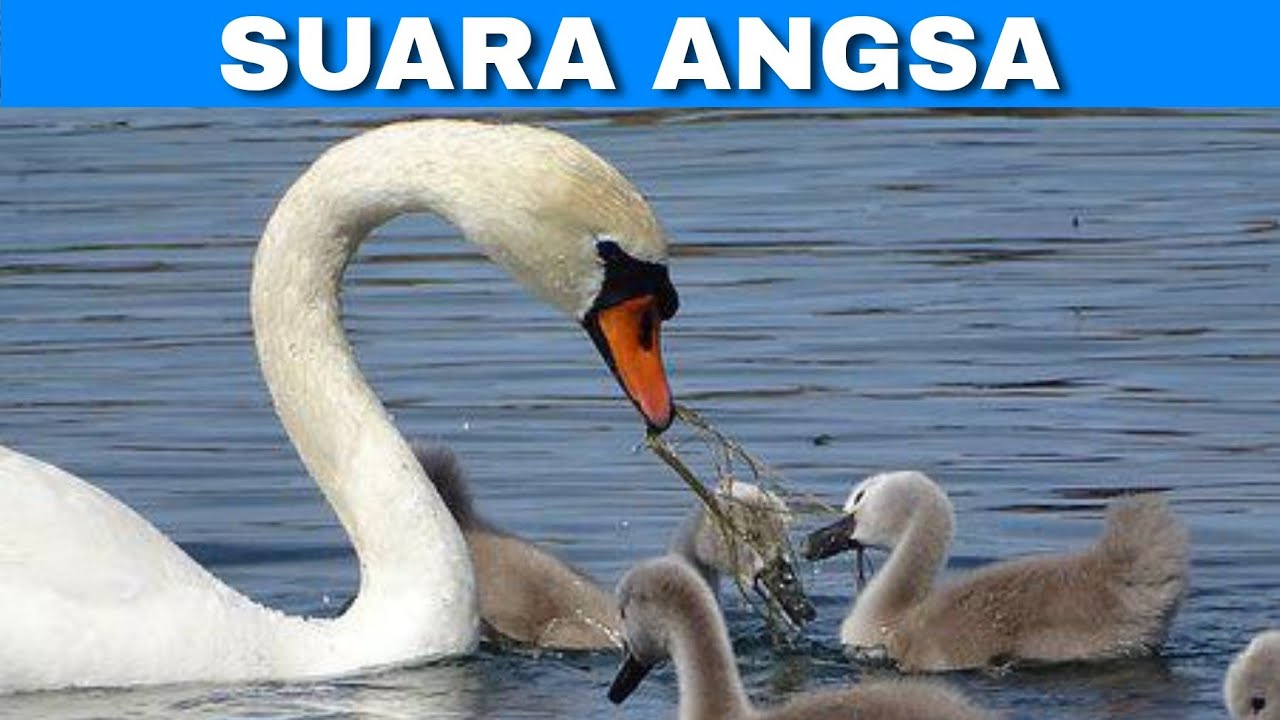 Backsound Suara Angsa | Goose Sounds Backsound - YouTube