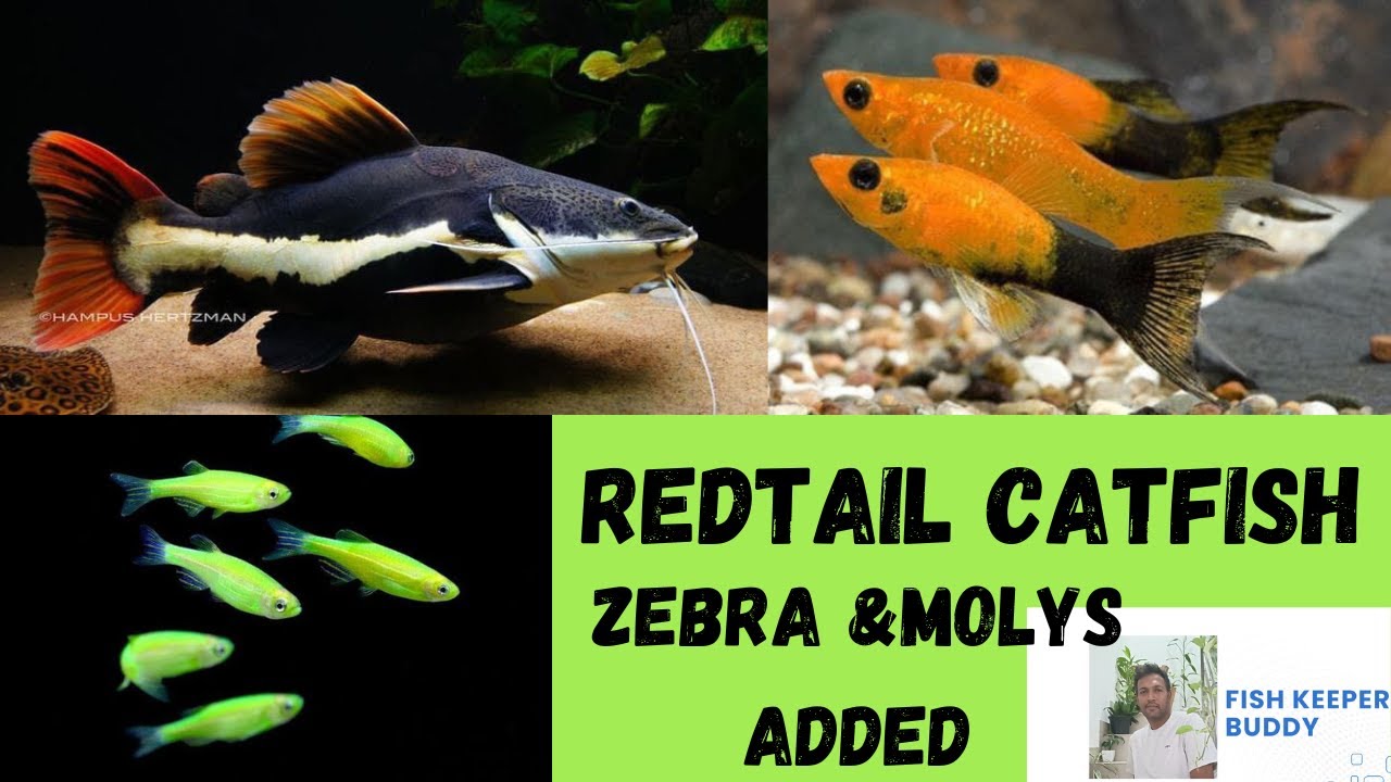 RED TAIL CATFISH , ZEBRA & MOLYS ADDED - YouTube