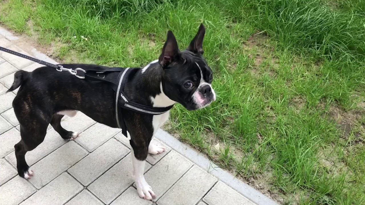Funny Boston terrier dog Yoda barking at pigeons 😂 - YouTube