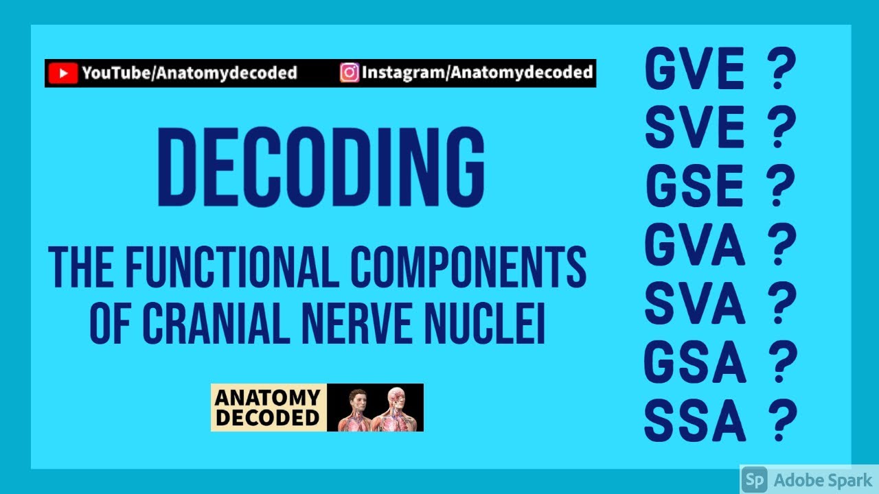 Functional Components of Cranial Nerve Nuclei | Anatomy Decoded ...