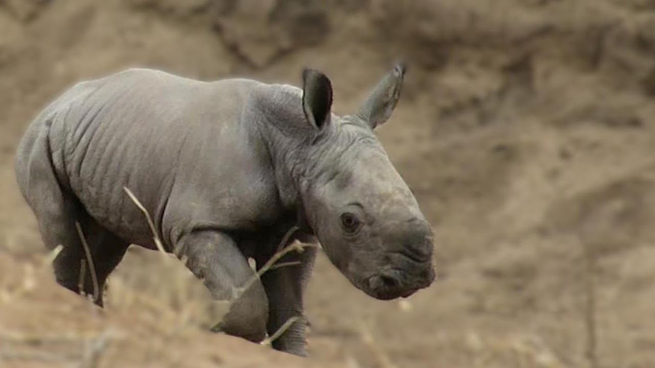 Cute Baby Rhino Sounds – Whining Moaning – Africa Wild Animal Sounds ...