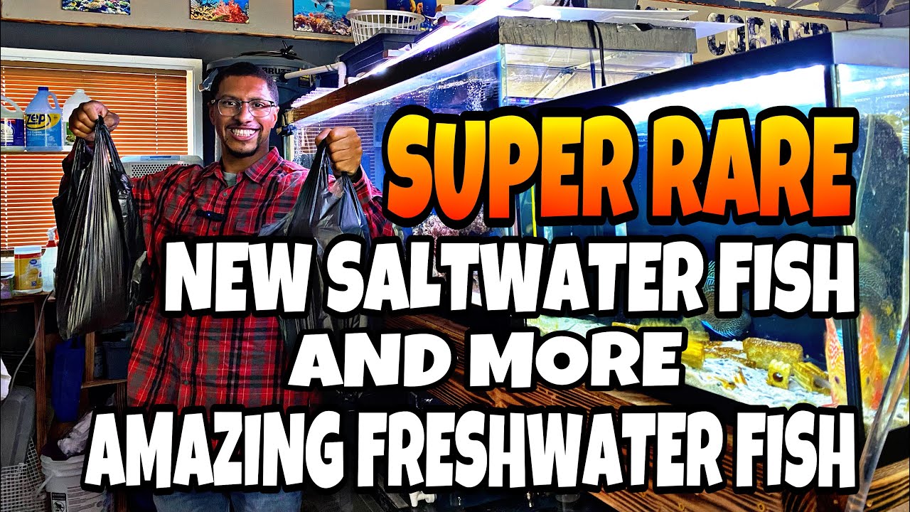 SUPER RARE NEW SALTWATER FISH AND MORE AMAZING FRESHWATER FISH - YouTube
