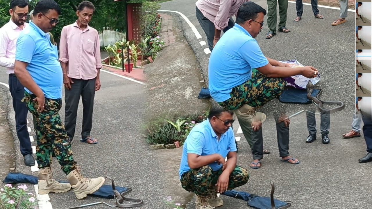 Date 03/06/25 Time 1 PMRescue the monocled cobra Missamari in C.C.E ...