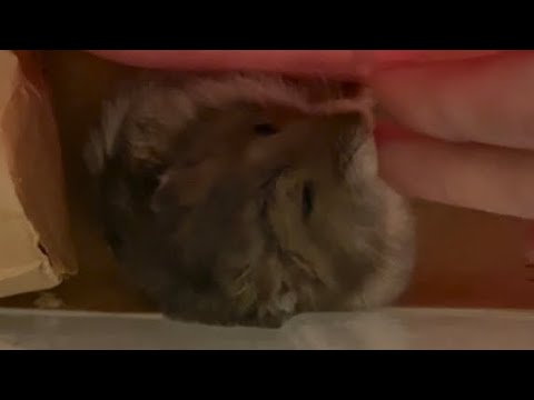 hamster’s cute reaction when owner strokes sitting&resting hamster/主人撫摸 ...