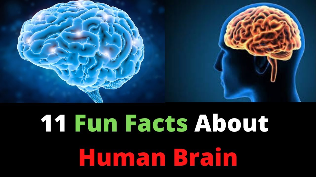 11 Fun Facts About Your Brain - YouTube
