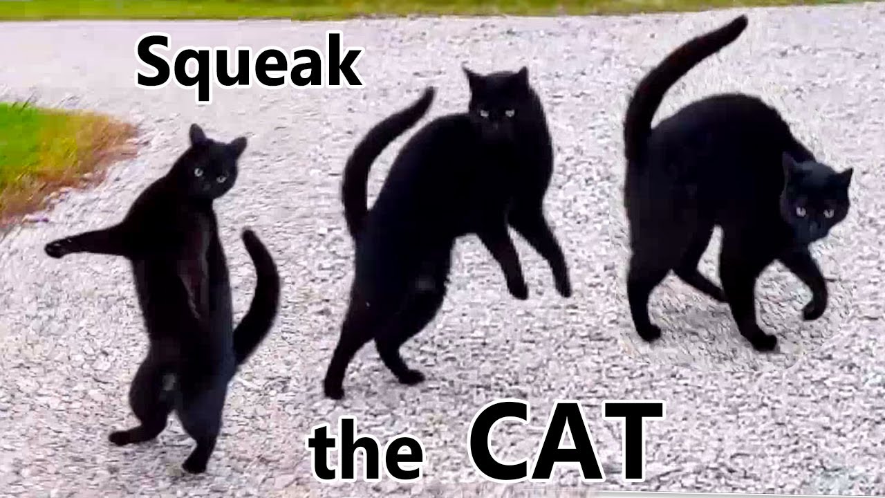 Squeak the CAT Compilation 2020 Playful Funny Crazy KITTY Montage ...