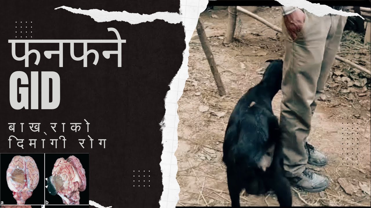 GID || COENUROSIS || CEREBRAL CYST || GOAT - YouTube