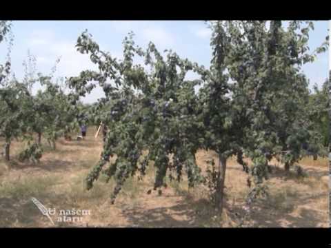Uzgoj sljiva i proizvodnja rakije u Gornjem Dobricu U nasem ataru 502 ...