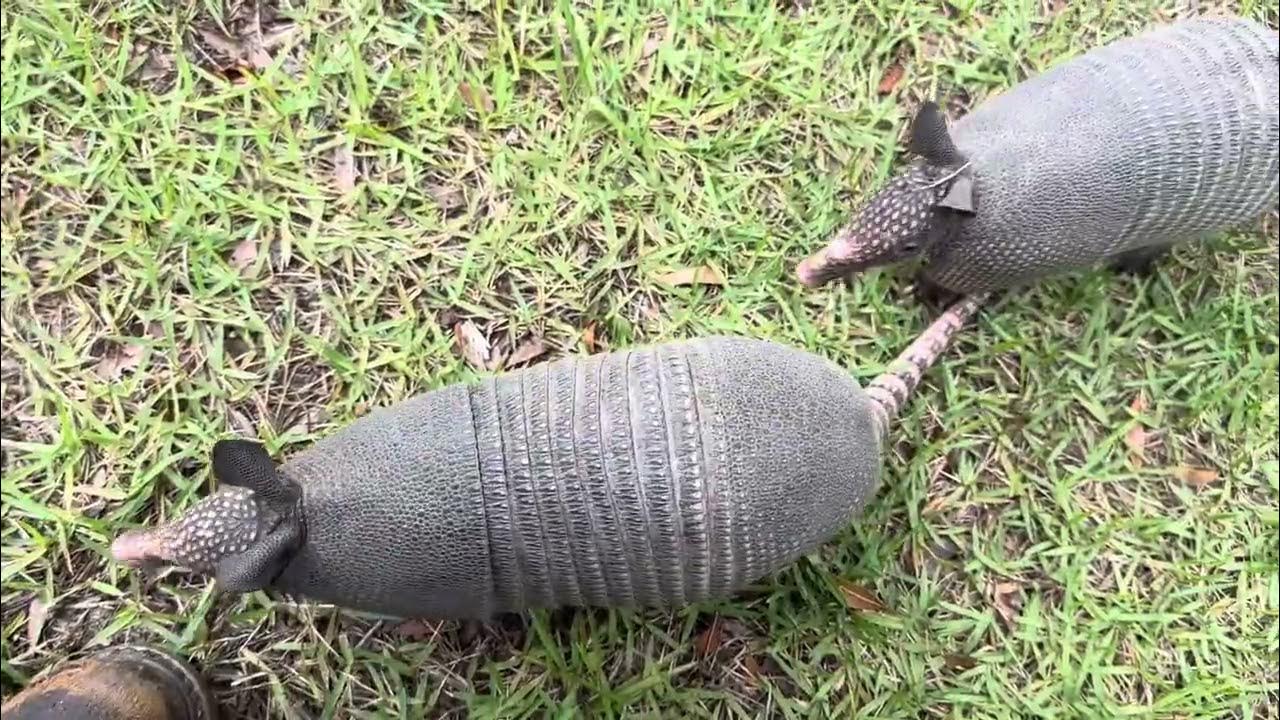 Baby Armadillos on the Move! - YouTube