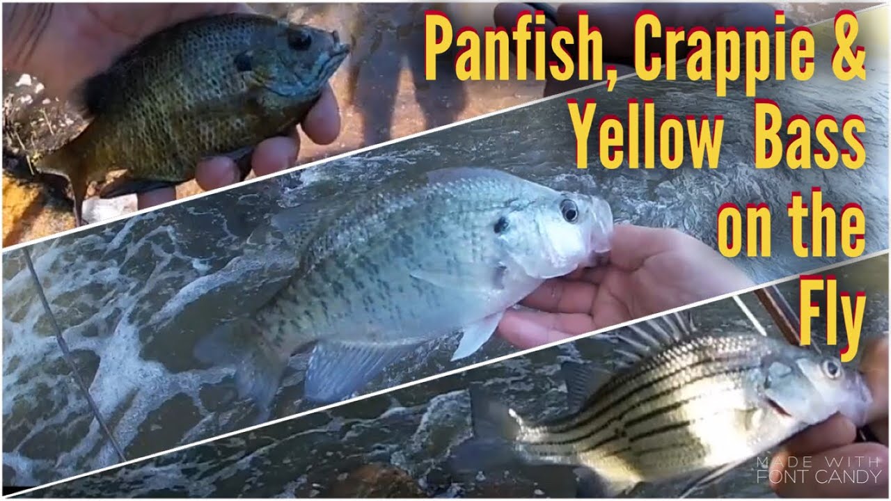 Crappie, Panfish & Yellow Bass on the Fly #TexasFlyFishing - YouTube