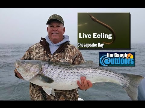 Live Eeling Chesapeake Bay with Max King Jim Baugh Outdoors 2016 Series ...