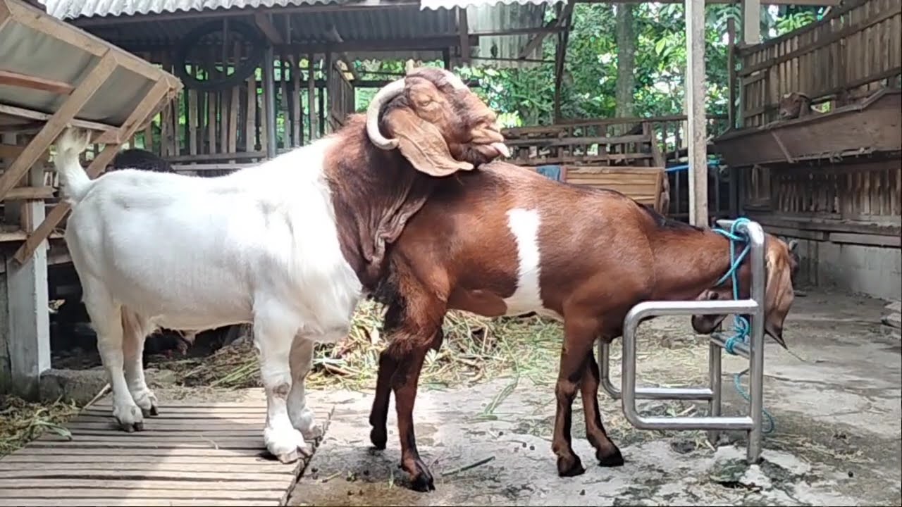 Boer Goat Crosses with Abang branang goat in village farm - YouTube
