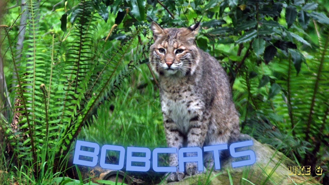 STEALHTY BOBCATS - YouTube