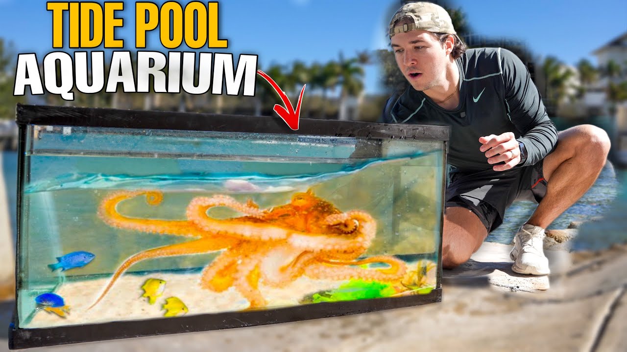 Making a TIDE POOL AQUARIUM With SEA CREATURES Found In Beach Rocks ...