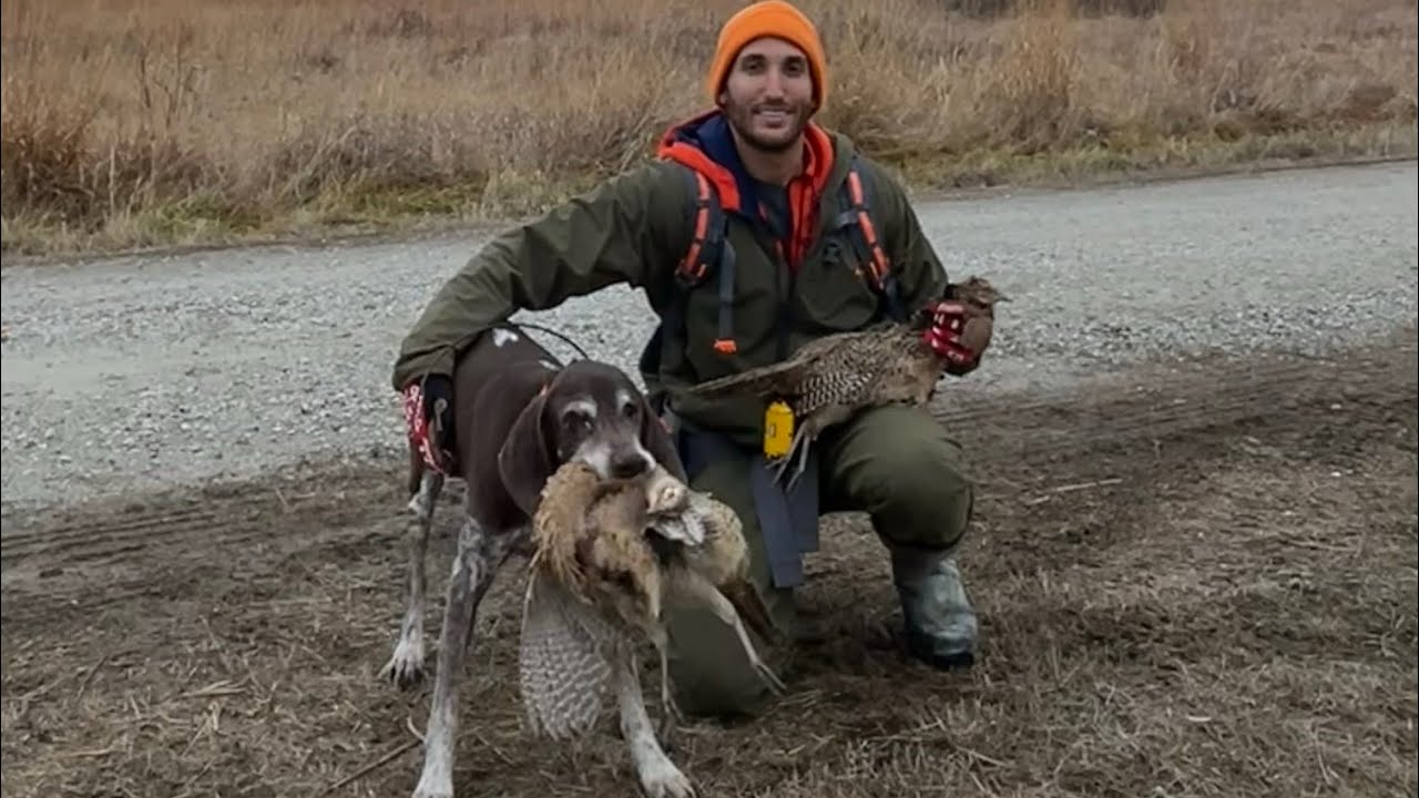 12/11/22 Dodger the GSP Pheasant Hunting Desplaines Conservation Area ...