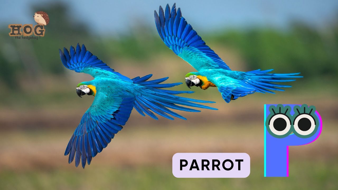 ABC Flying Animals Song for Kids | Learn English and Animals #abcd ...
