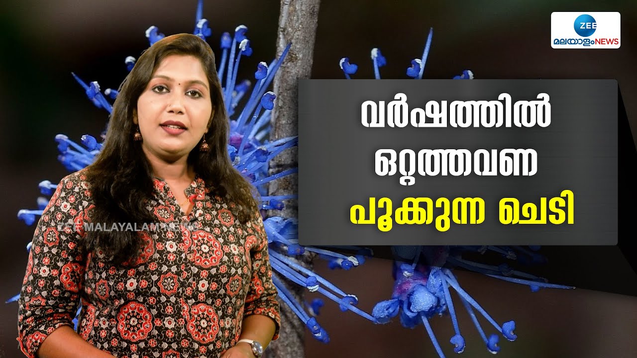 Kayambu | 50 വർഷം പഴക്കമുള്ള ചെടികൾക്ക് വരെ പതിനഞ്ചടിയിൽ കൂടുത ...