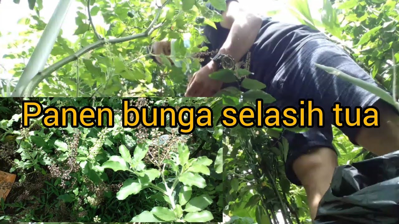 Panen bunga selasih ,lumayan - YouTube