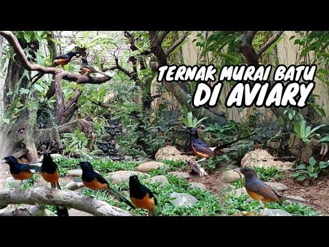 TERNAK MURAI BATU DI AVIARY MINI | Episode 54 - YouTube
