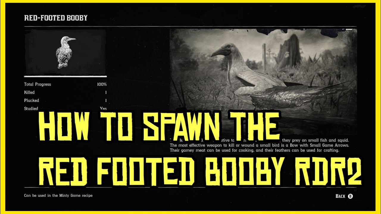 RDR2 Red Footed Booby Location On Guarma - YouTube